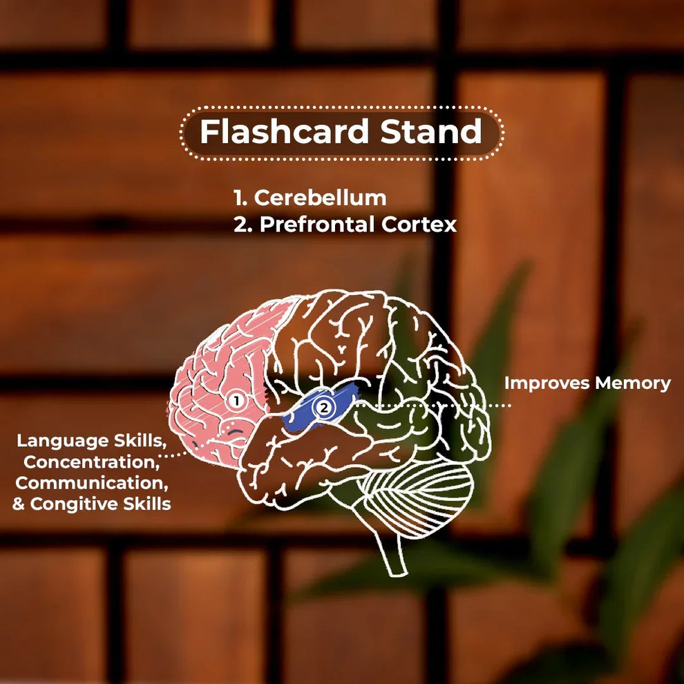 Flashcards Stand – Brainytots
